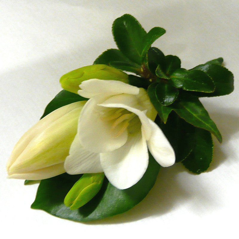 Elegant buttonhole with a tulip, freesia and camellia leaf – Flowers Of ...